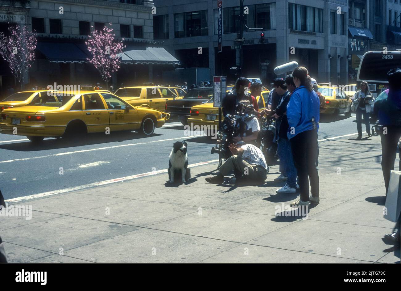 Filming dog hi-res stock photography and images - Alamy