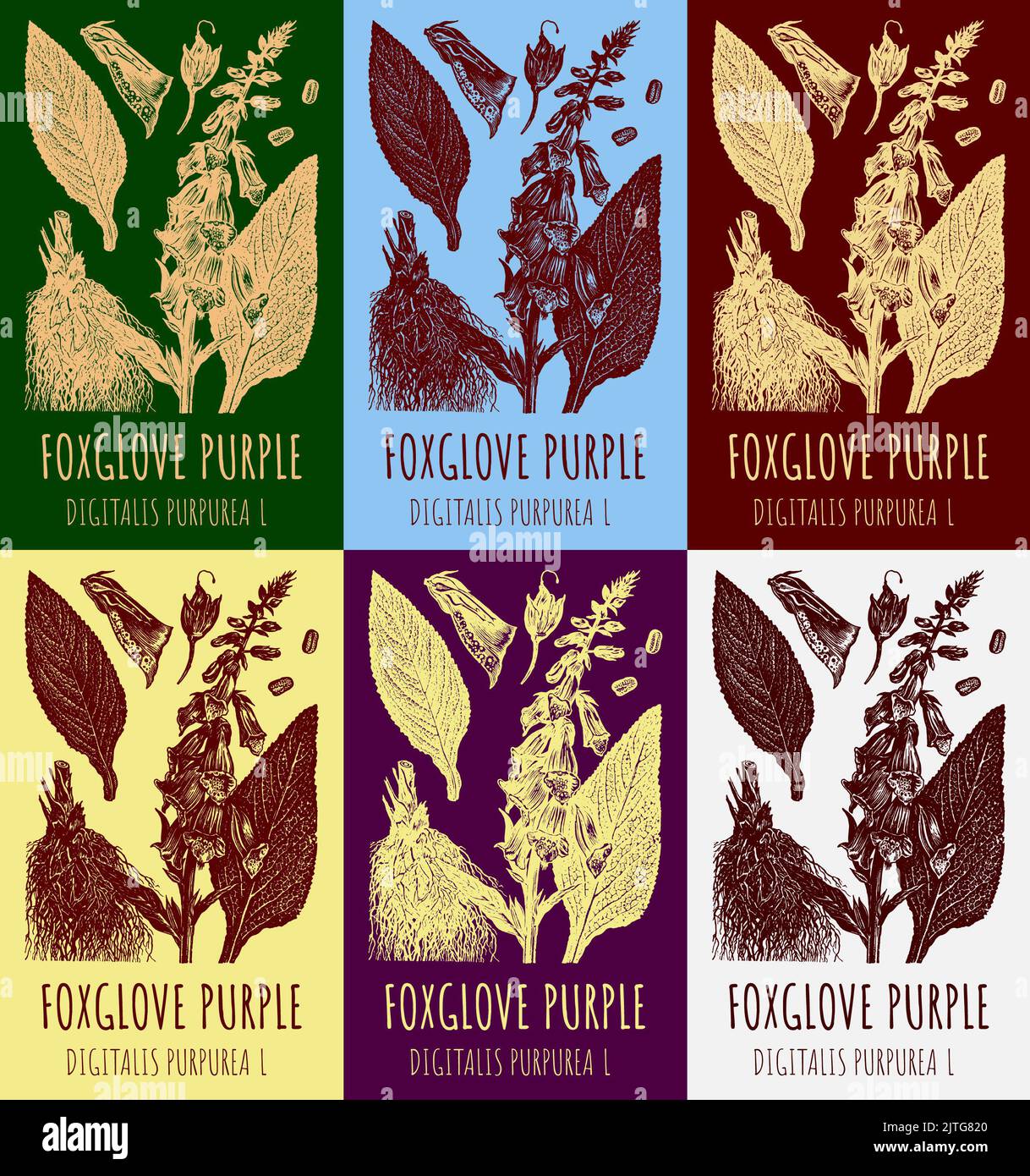 Set Of Vector Drawing Digitalis In Various Colors Hand Drawn set-of-vector-drawing-digitalis-in-various-colors-hand-drawn