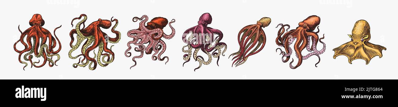 Sea octopus. Engraved hand drawn in old sketch, vintage creature ...