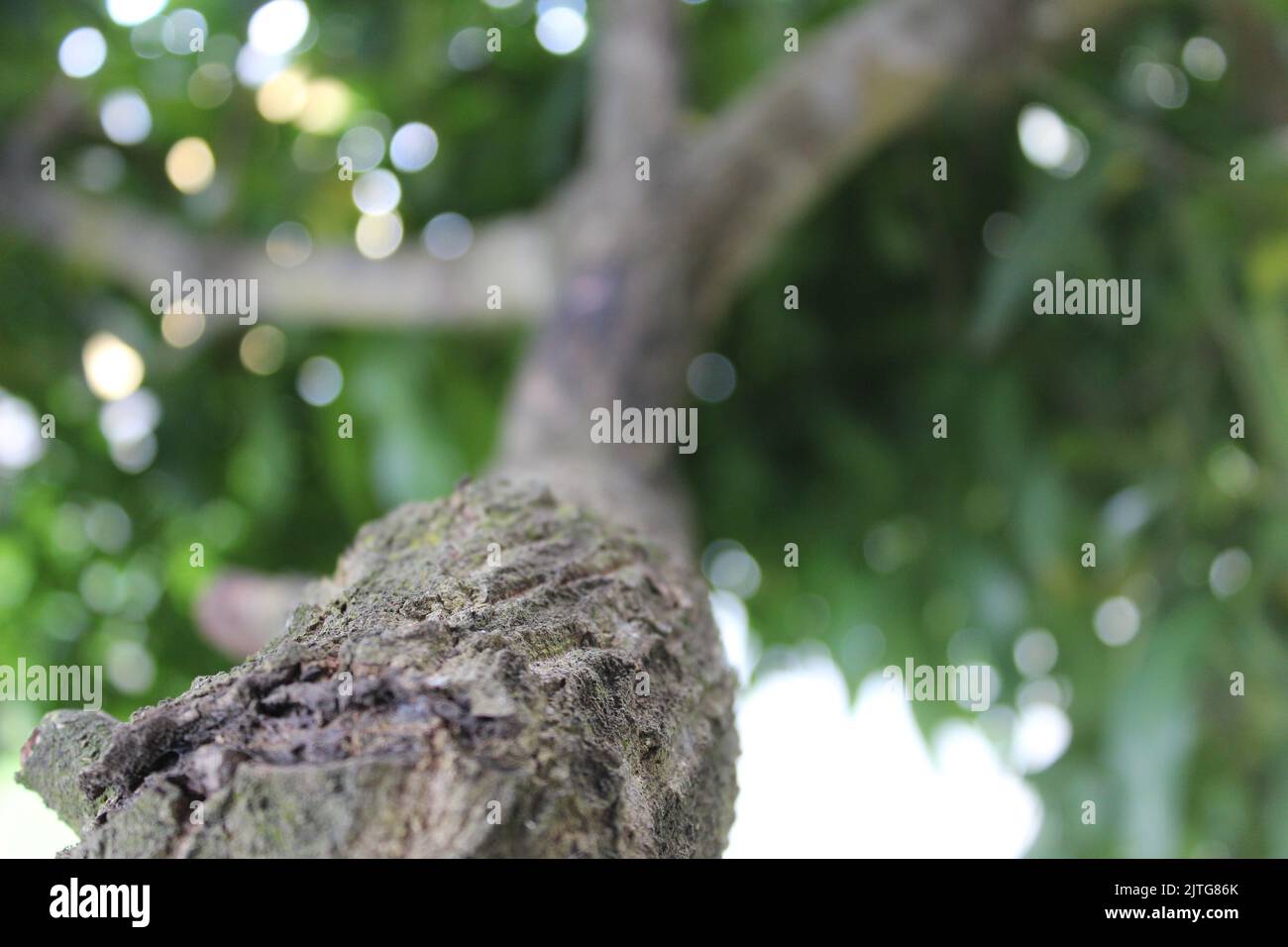 Mango tree trunk texture hi-res stock photography and images - Alamy