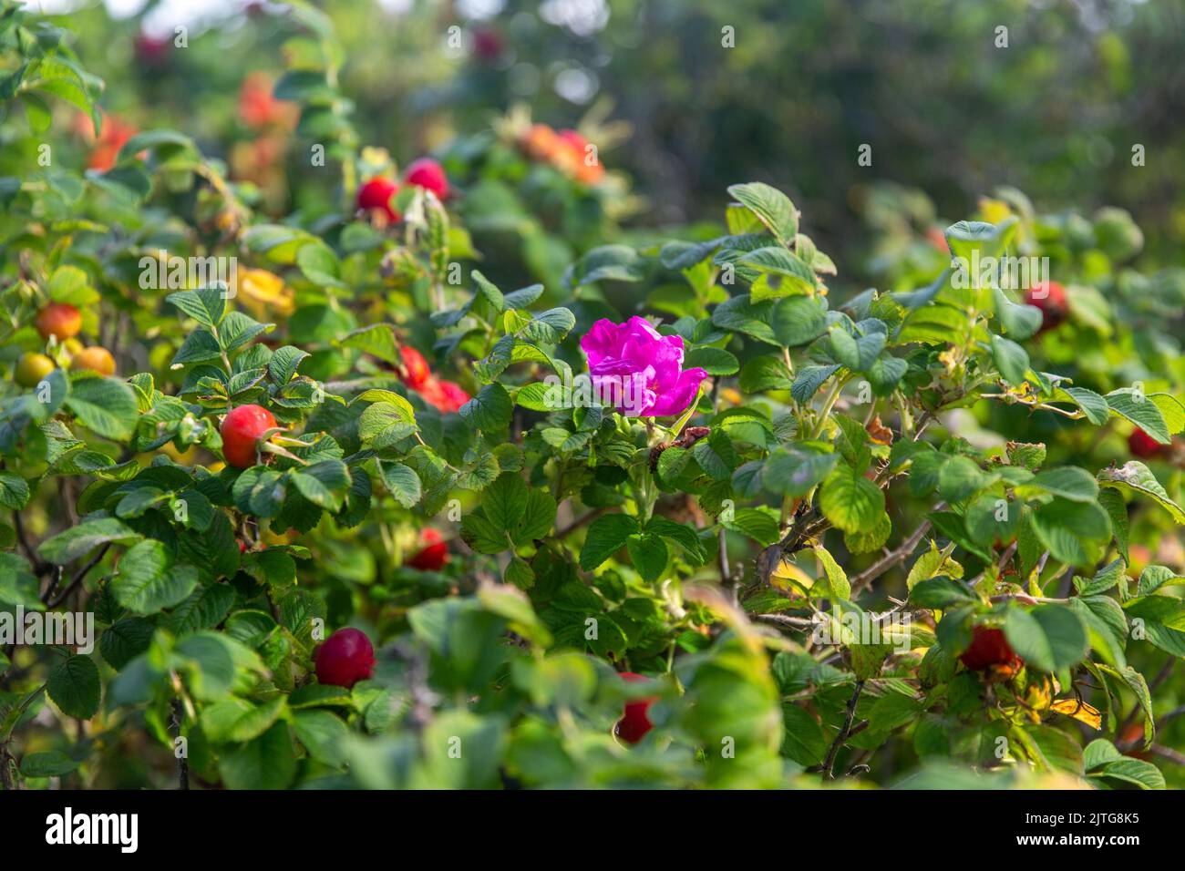 dogrose bush with berries at summer garden Stock Photo - Alamy