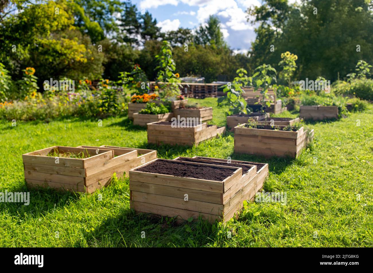 raised garden beds made in wooden boxes on farm Stock Photo - Alamy