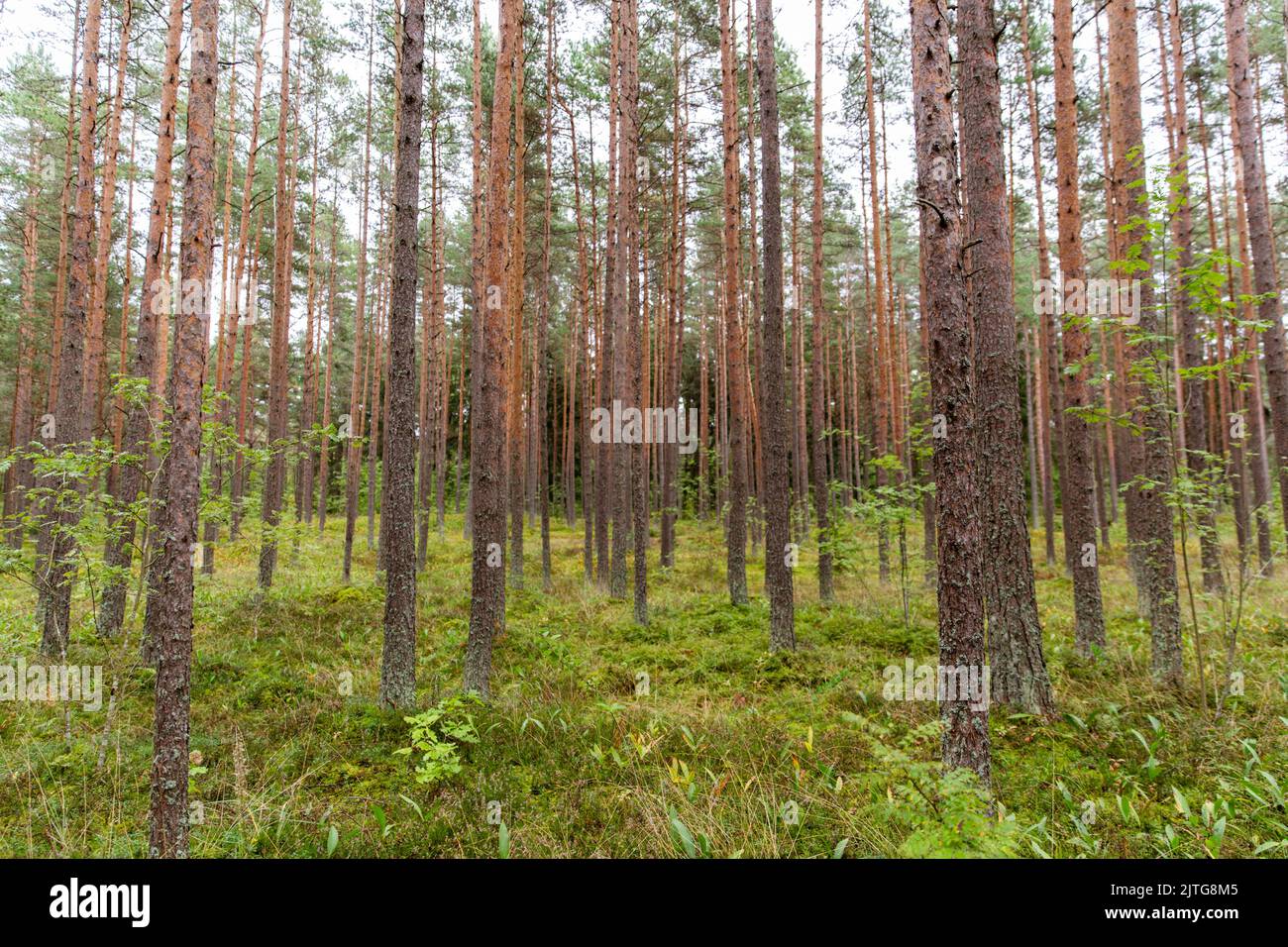 pine trees growing in coniferous forest Stock Photo - Alamy