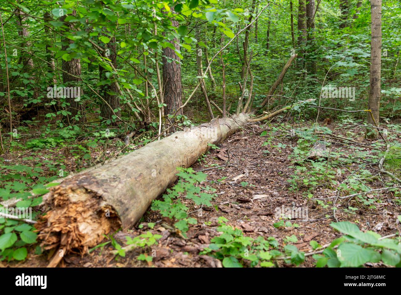 Trunk of fallen tree hi-res stock photography and images - Alamy