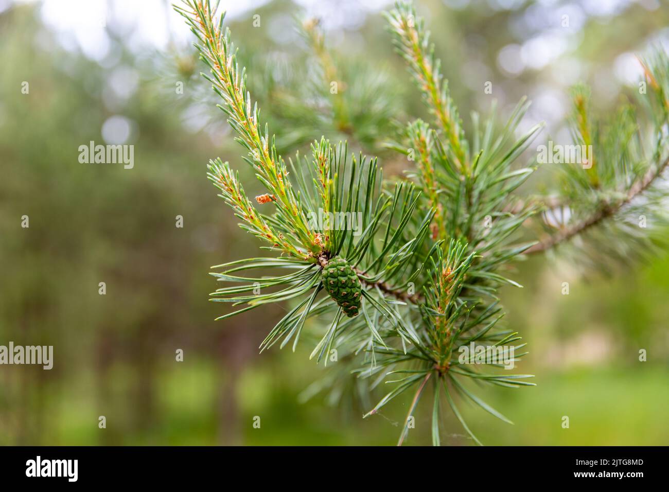 Close up of pine branch hi-res stock photography and images - Alamy
