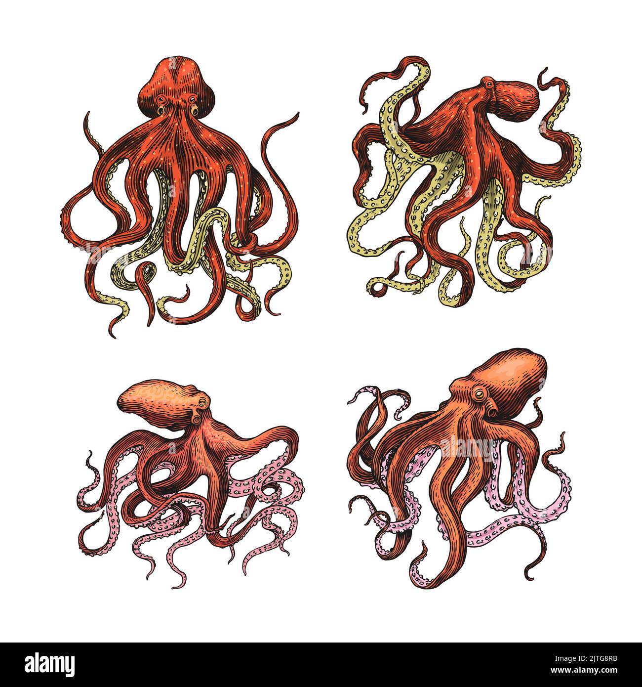 Sea octopus. Engraved hand drawn in old sketch, vintage creature ...