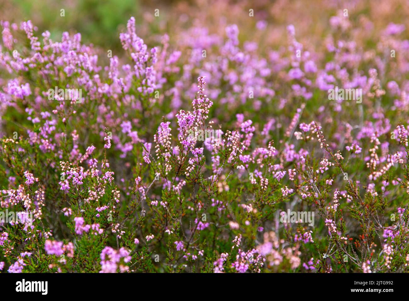 Heather field hi-res stock photography and images - Alamy