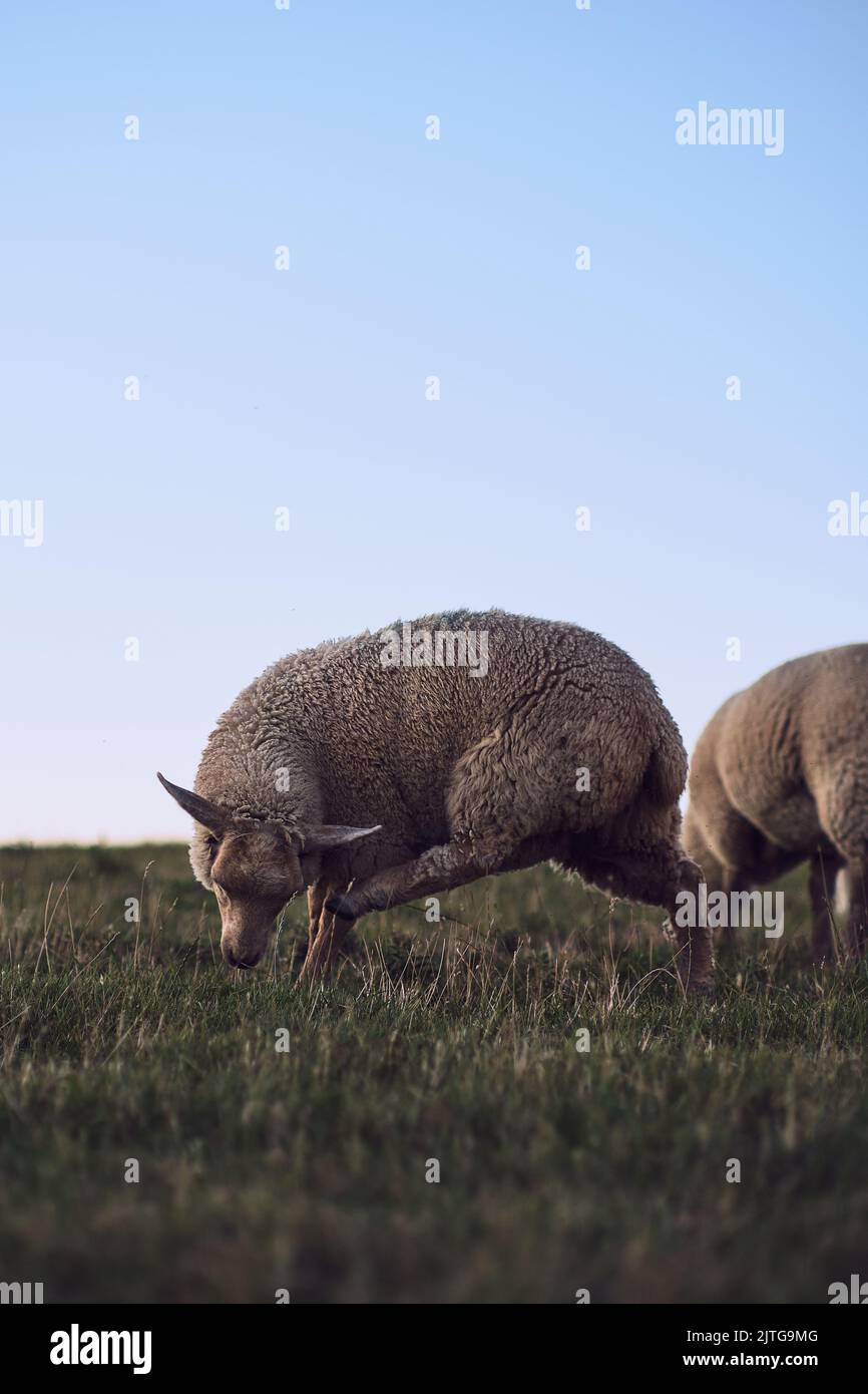 Sheep trying to scratch his head. High quality photo Stock Photo - Alamy