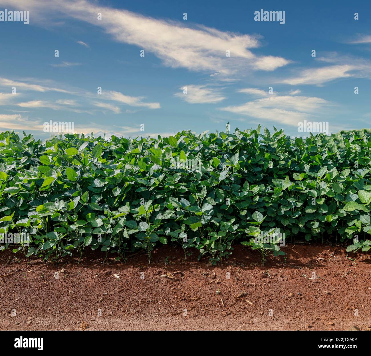 Agricultural soy plantation on blue sky - Green growing soybeans plant ...