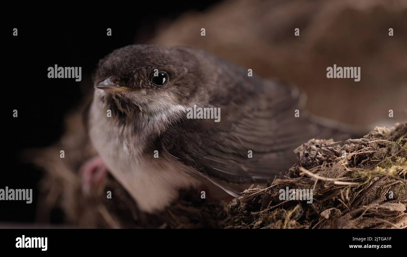 Barn swallow - hirundo rustica sitting in mud nest, bird chick in their ...
