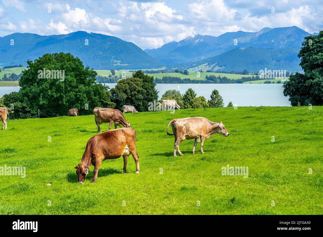 Alm alpine farmers hi-res stock photography and images - Alamy
