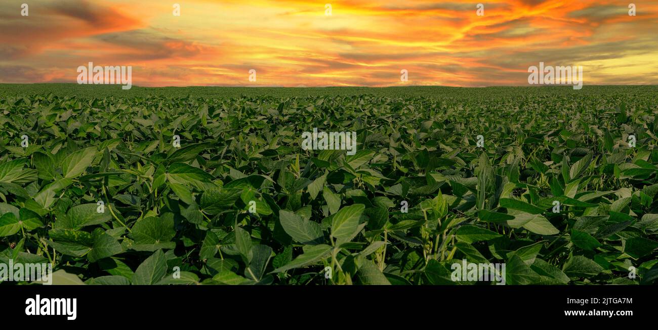 Agricultural soy plantation on sunset - Green growing soybeans plant ...