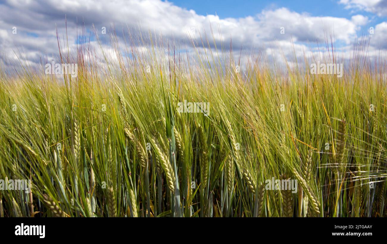 Wheat blowing in the wind, growing in an East Hertfordshire field ...