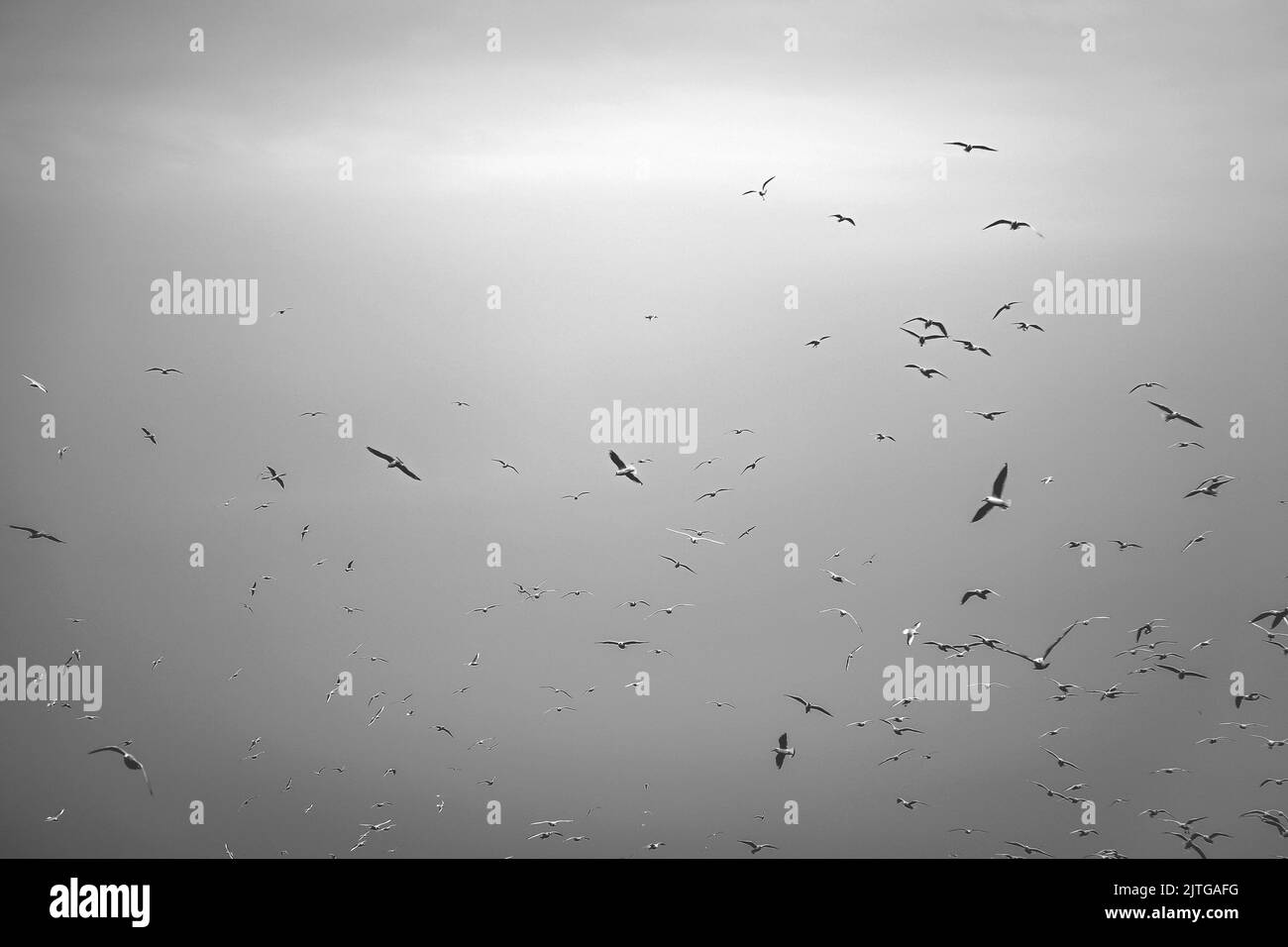 Serenity sense Black and White Stock Photos & Images - Alamy