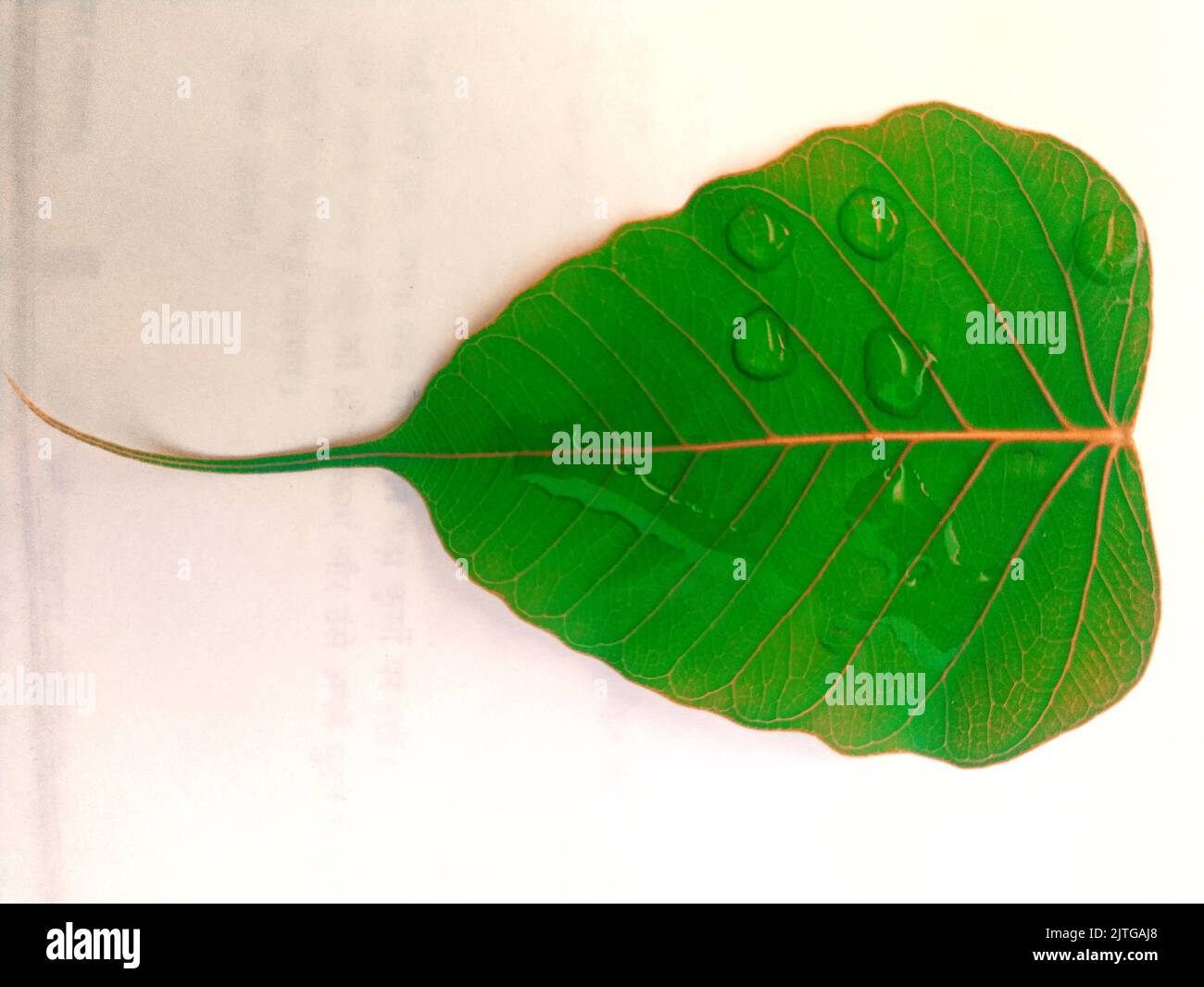Pipal leaf hi-res stock photography and images - Alamy