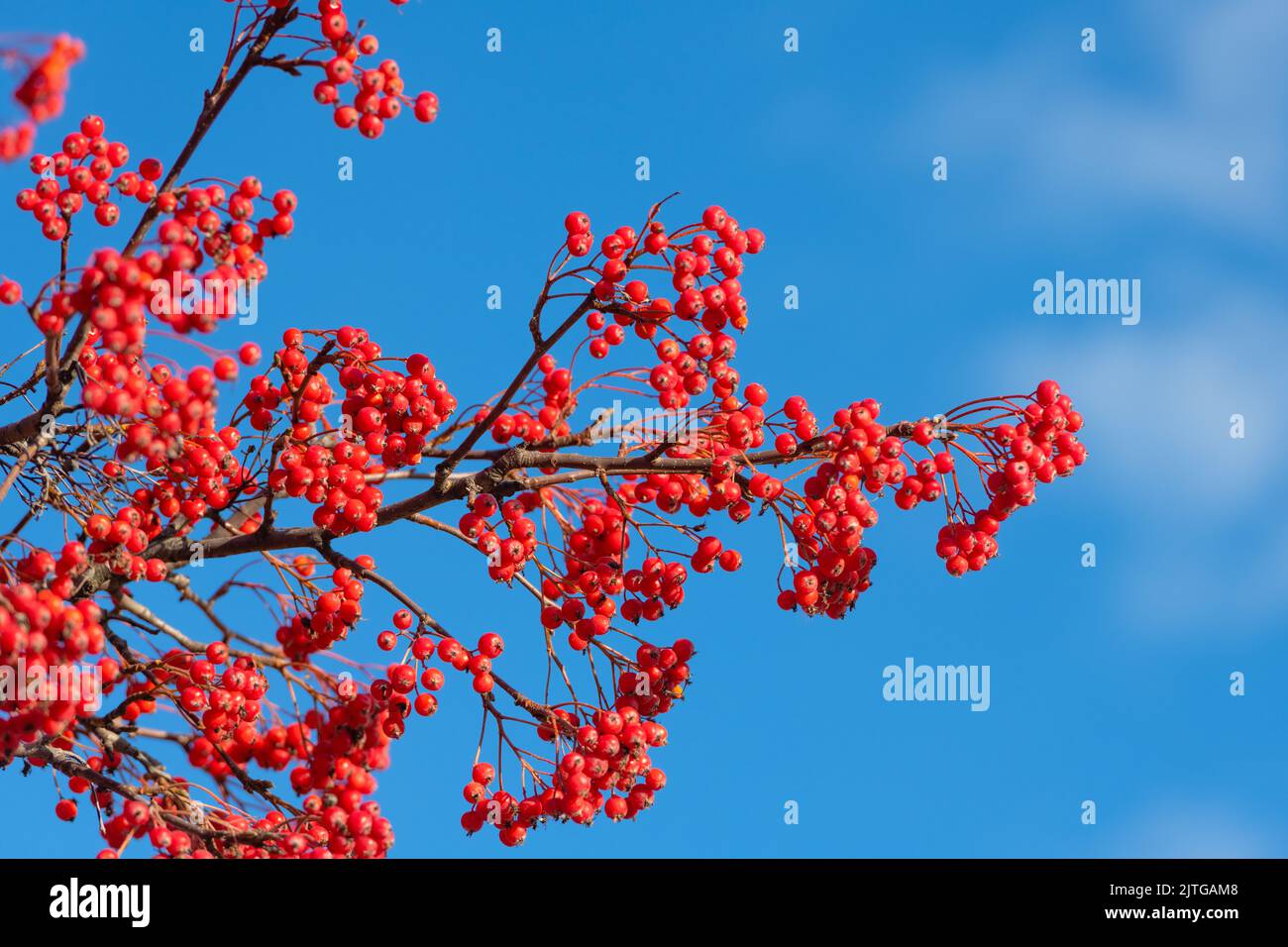 rowan tree with red berry on branch and bright sky background Stock ...