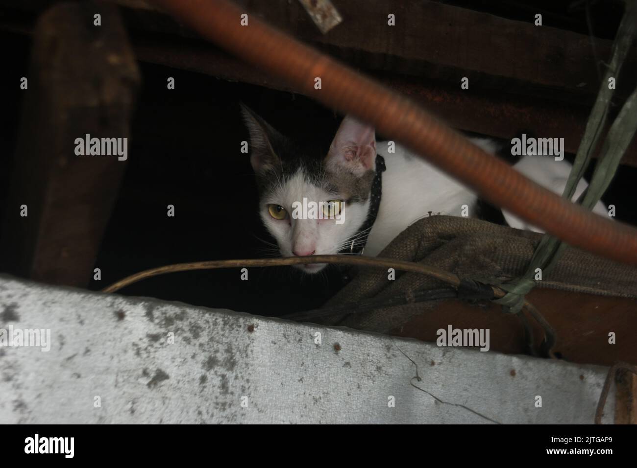 A white cat in the basement Stock Photo - Alamy