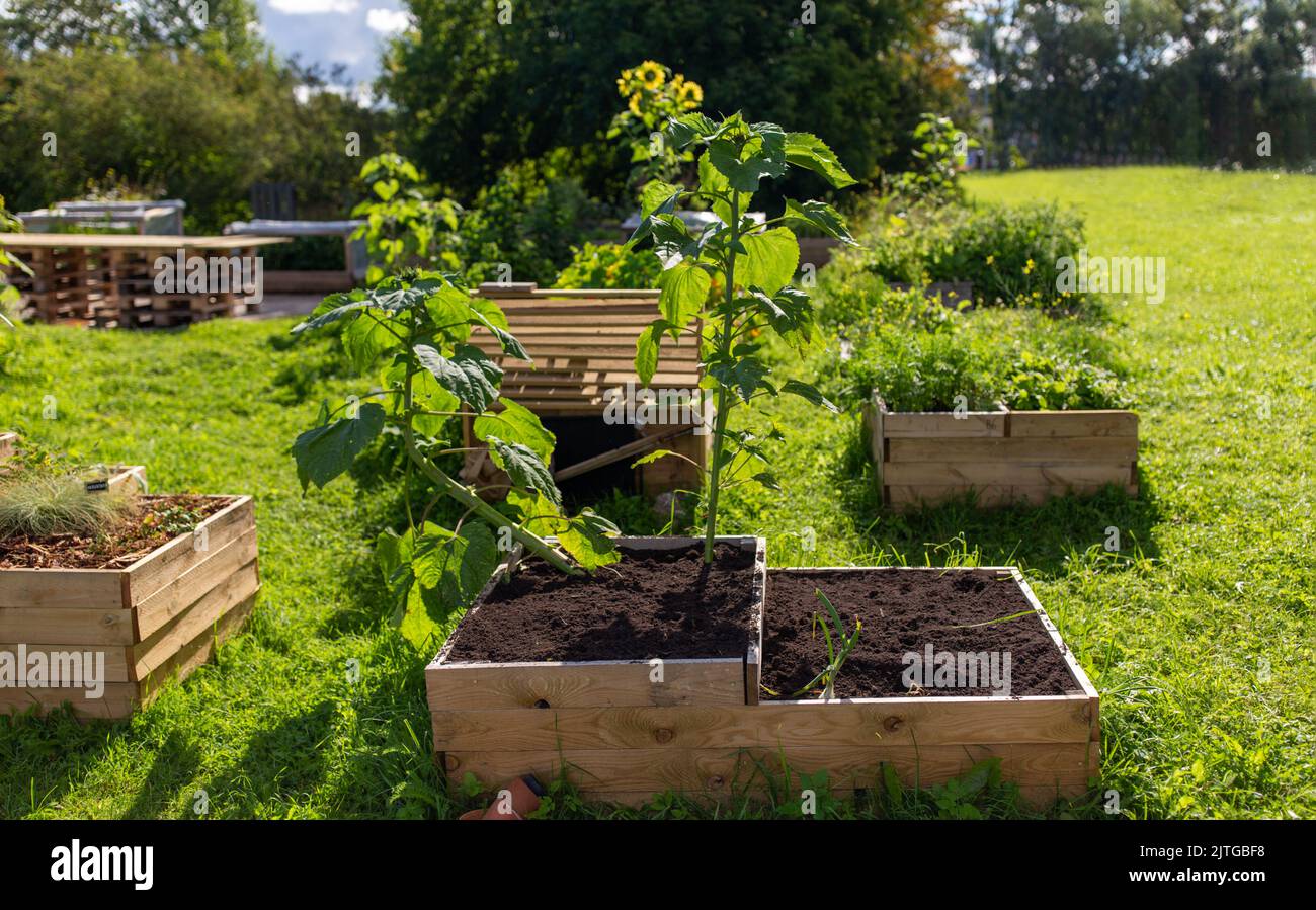 raised garden beds made in wooden boxes on farm Stock Photo - Alamy