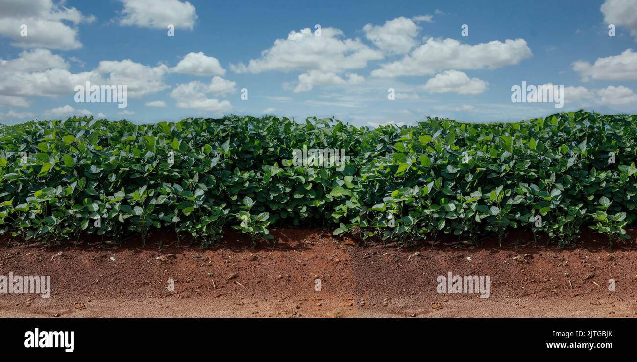 Agricultural soy plantation on blue sky - Green growing soybeans plant ...