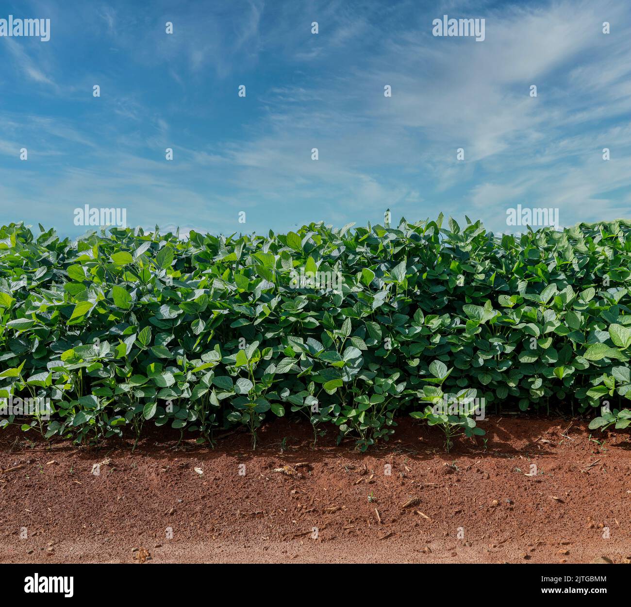 Agricultural soy plantation on blue sky - Green growing soybeans plant ...