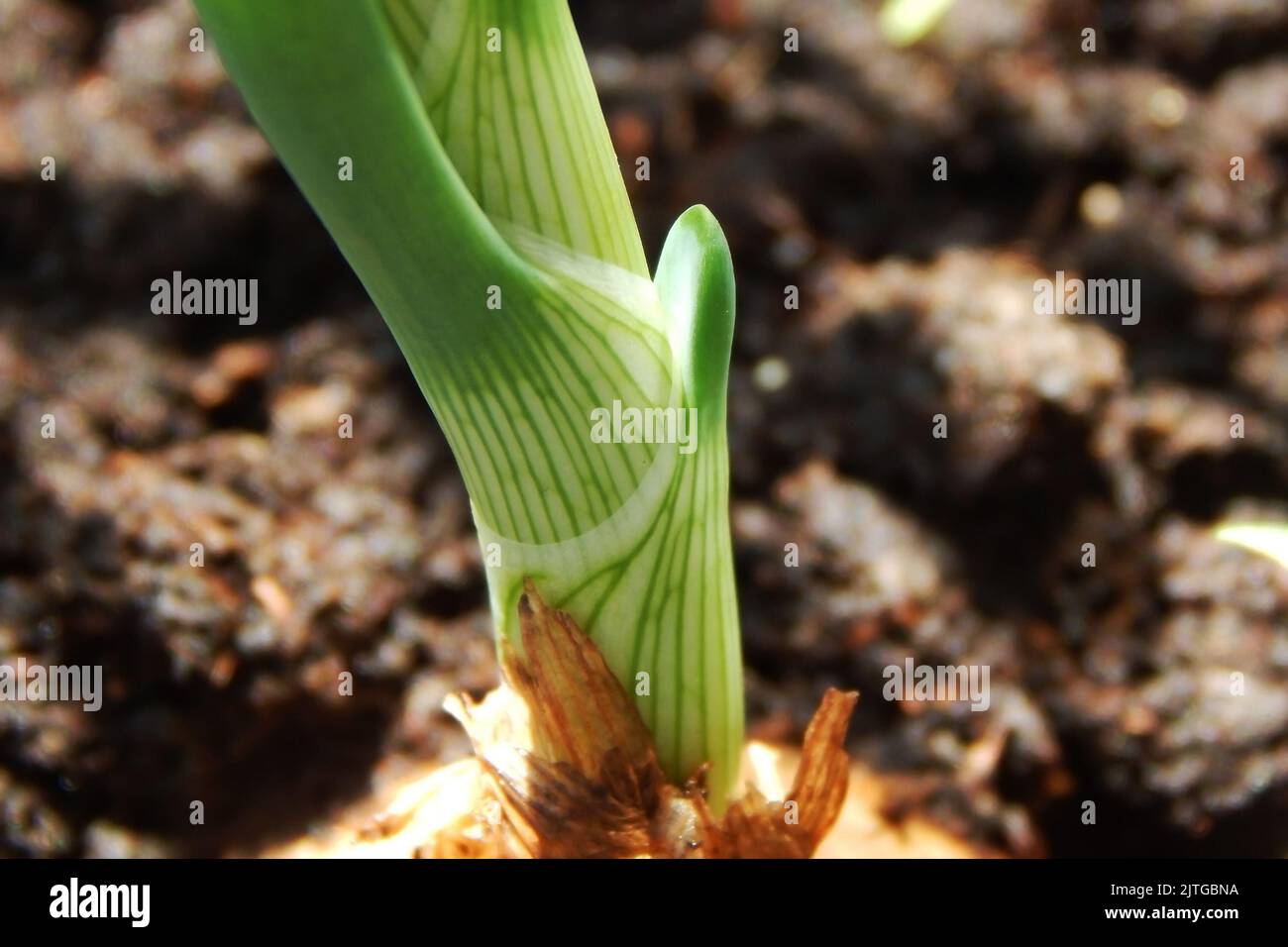 Onion stalk close-up. Background texture. High quality photo Stock Photo - Alamy