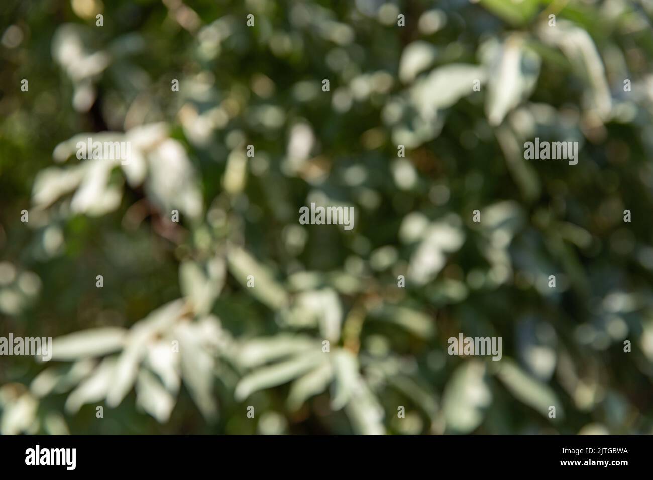 Backdrop of blurred scenery hi-res stock photography and images - Alamy