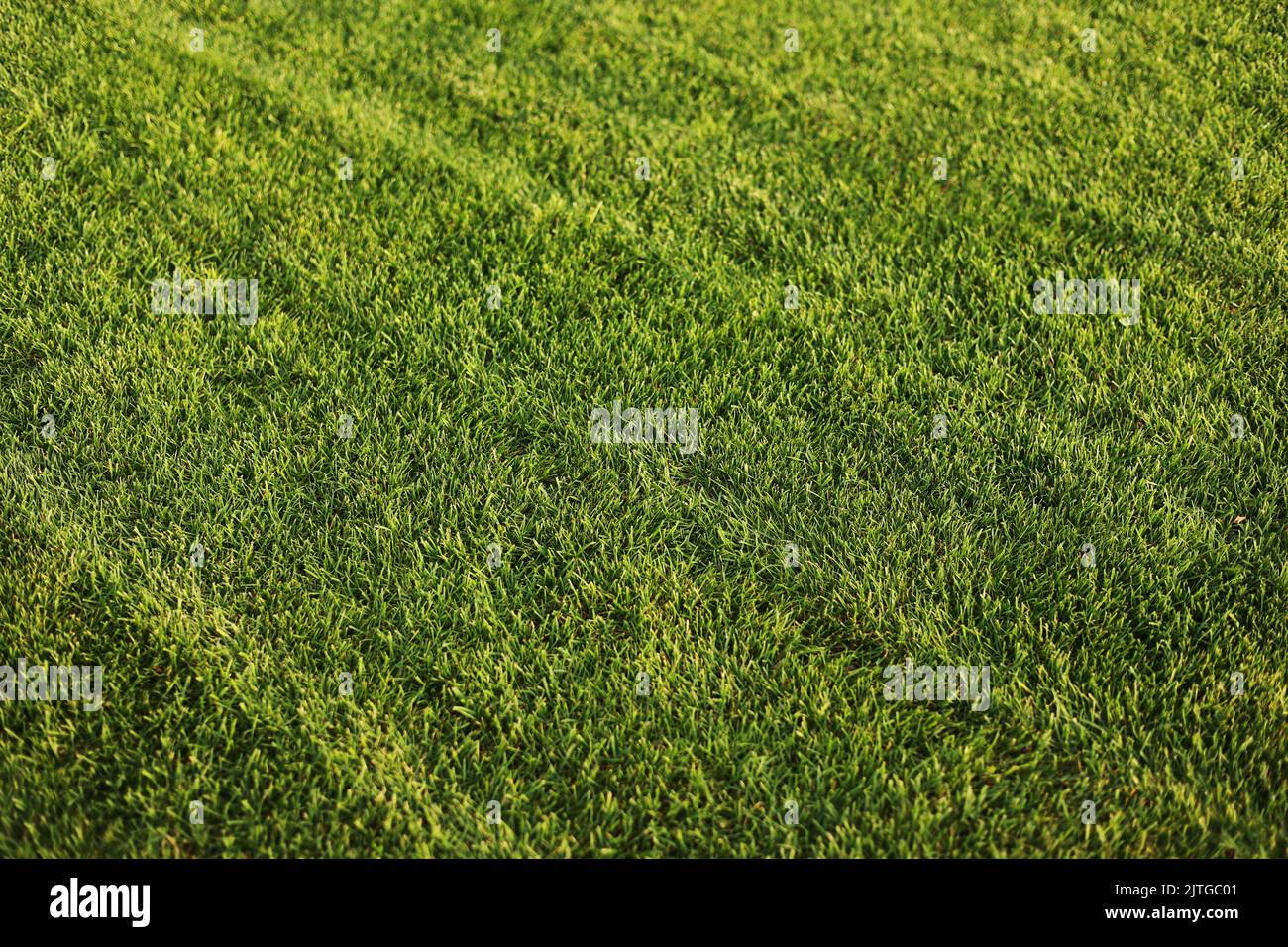 Green grass close-up. cut green juicy lawn. Alpine meadow densely ...