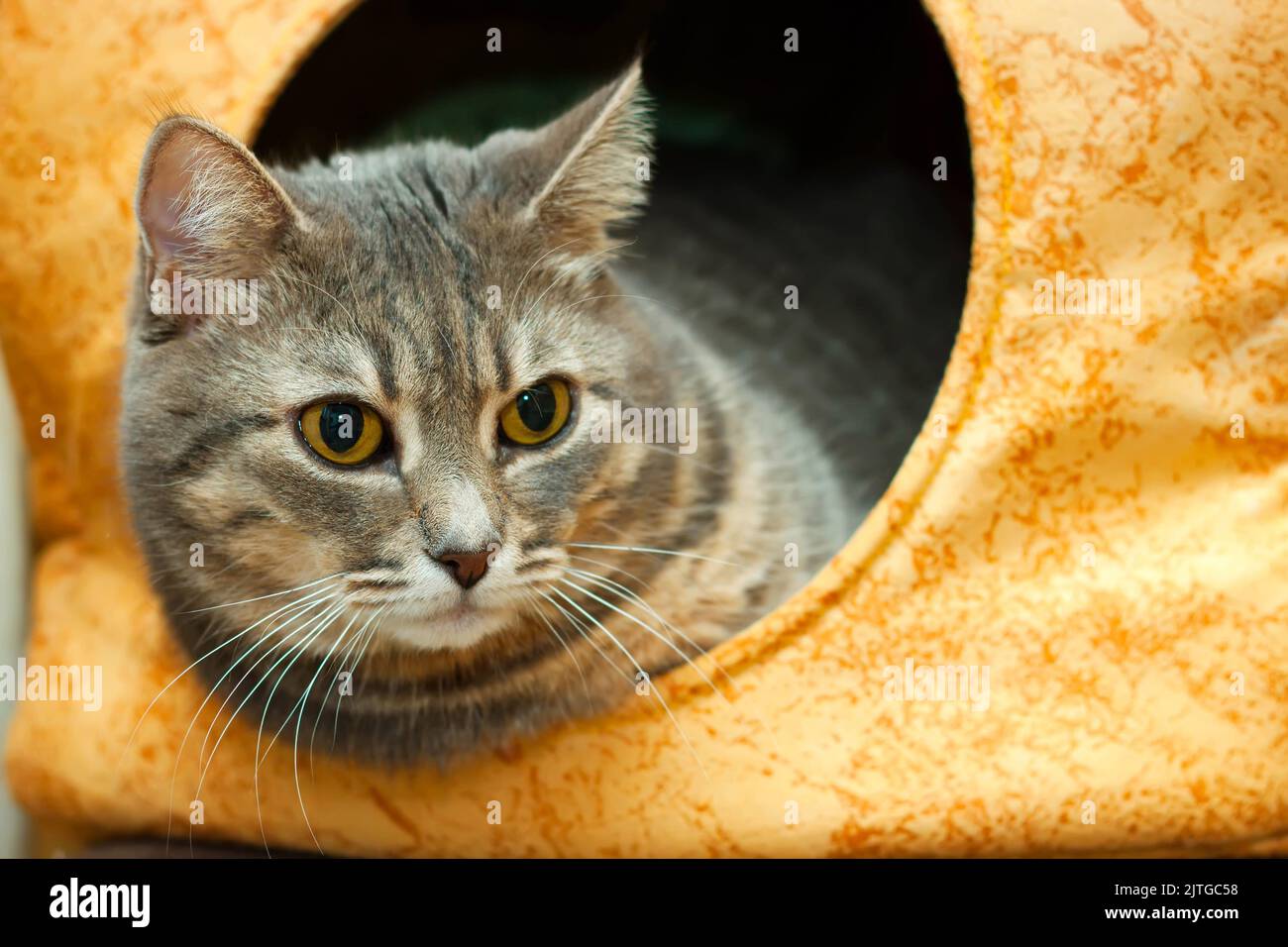 Portrait of gray tabby domestic cat in the yellow cat house Stock Photo ...