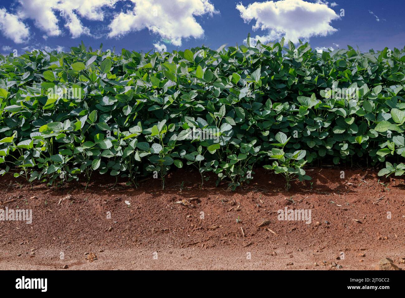 Agricultural soy plantation on blue sky - Green growing soybeans plant ...