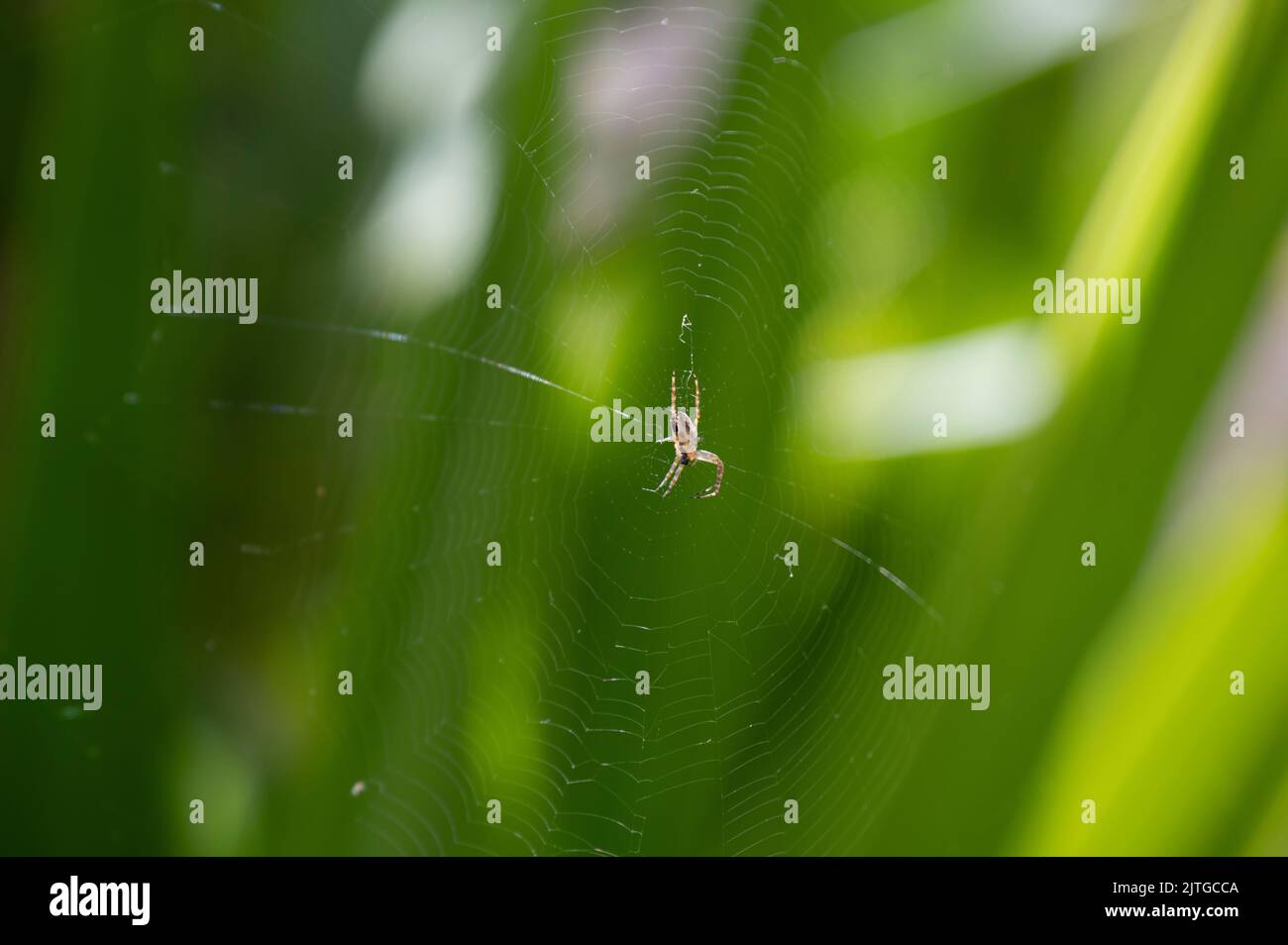 An Australian Garden Orb Weaver Spider (Argiope catenulata) in the web ...