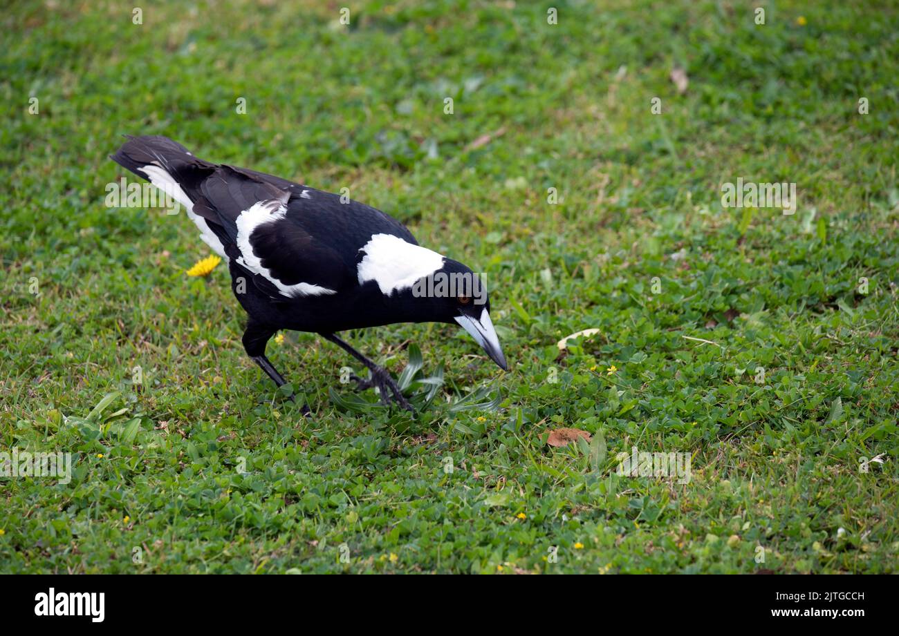 An Australian Magpie (Gymnorhina tibicen) searching for food in Sydney ...