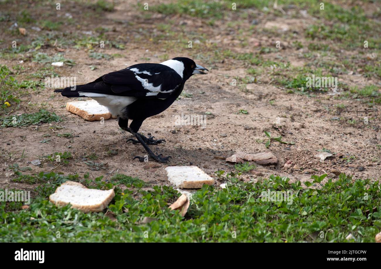 An Australian Magpie (Gymnorhina tibicen) finds food in Sydney, NSW ...
