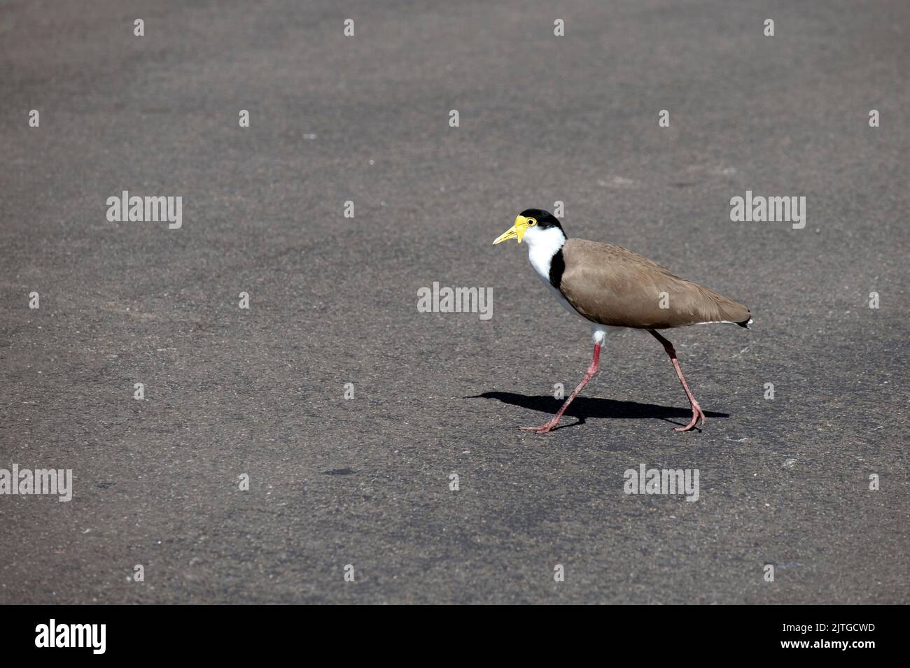 An Australian Masked Lapwing ( Vanellus miles) crossing a road in ...