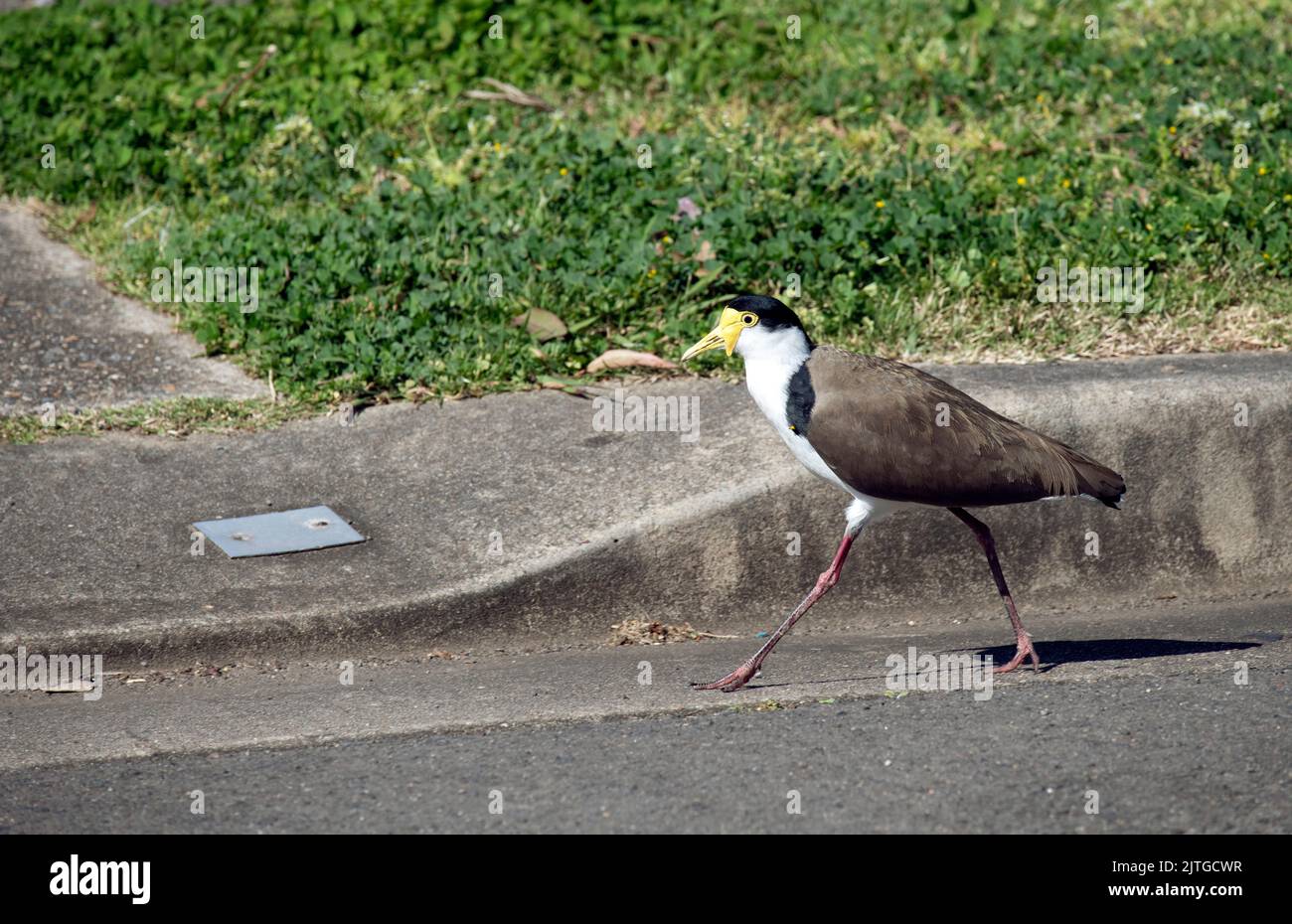 An Australian Masked Lapwing ( Vanellus miles) searching for food in ...
