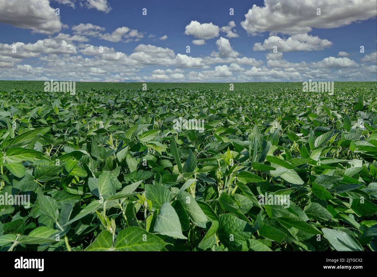 Agricultural soy plantation on blue sky - Green growing soybeans plant ...