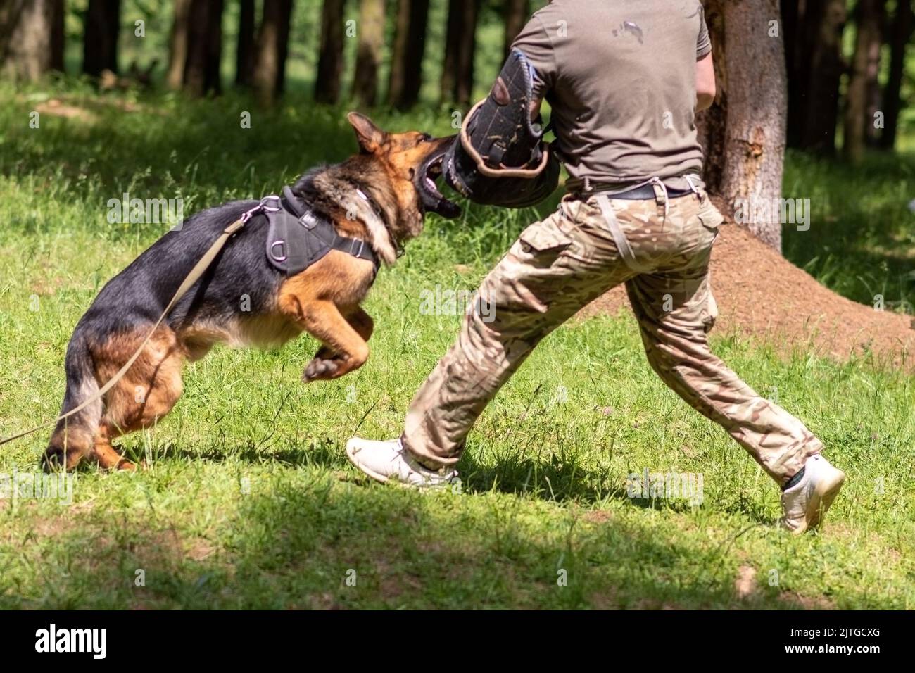 German shepherd guard dog growling hi-res stock photography and images ...