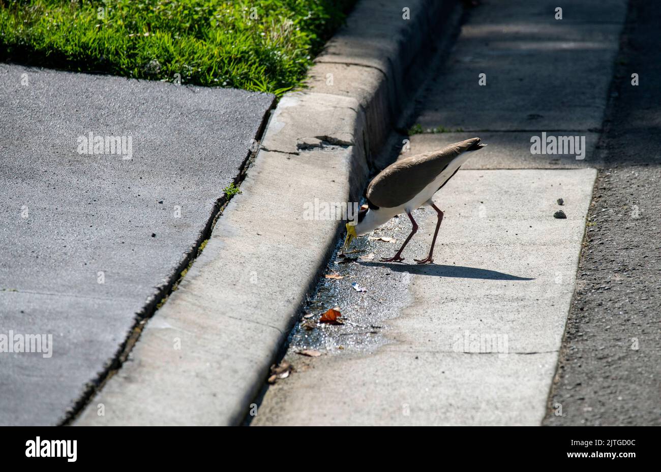 An Australian Masked Lapwing ( Vanellus miles) searching for food in ...