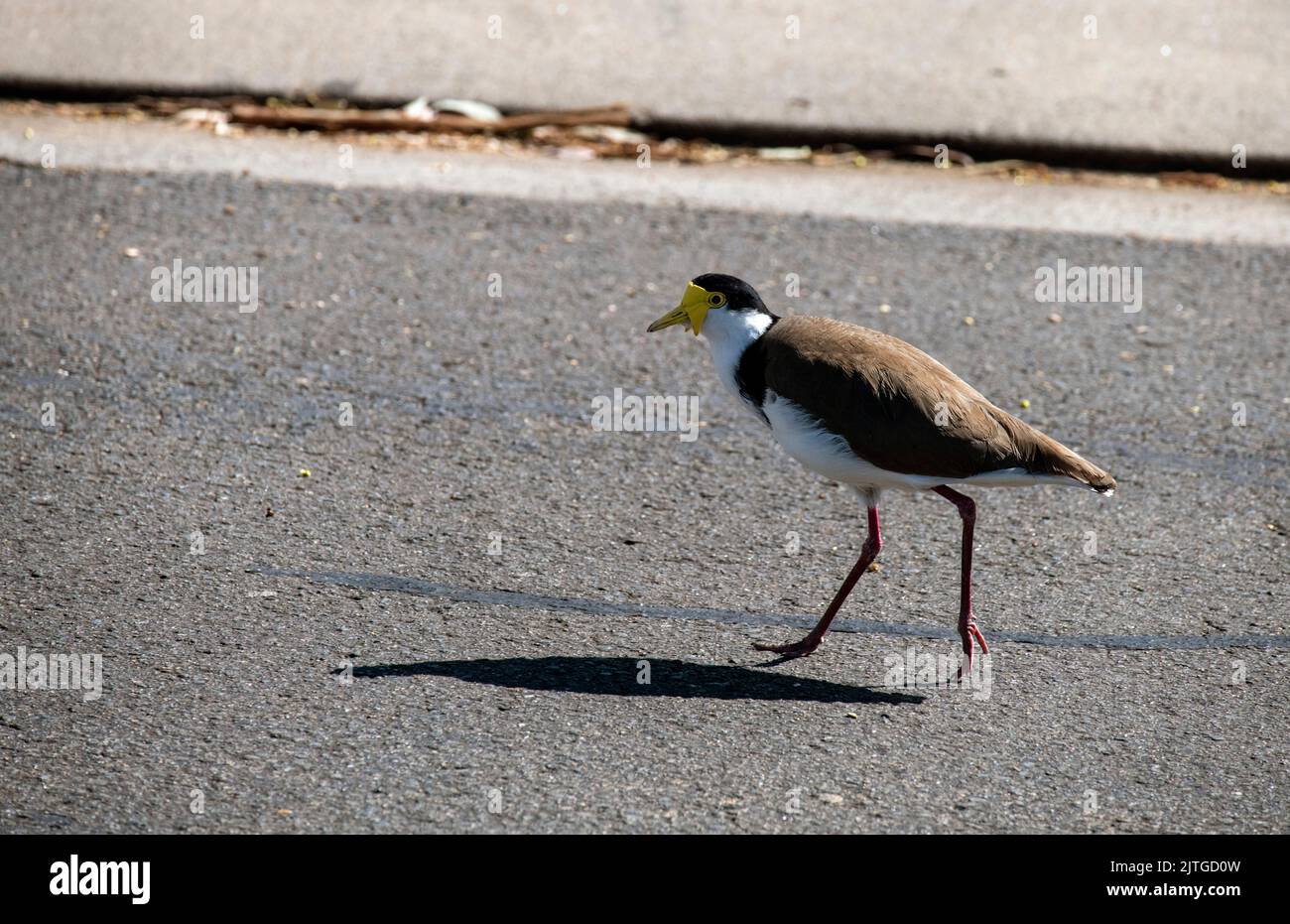 An Australian Masked Lapwing ( Vanellus miles) searching for food in ...