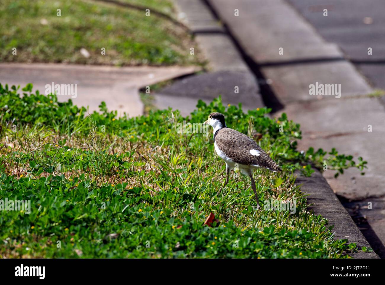 An Australian Masked Lapwing ( Vanellus miles) juvenile searching for ...