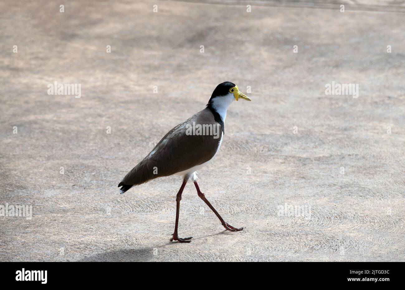 Close-up of an Australian Masked Lapwing ( Vanellus miles) in Sydney ...