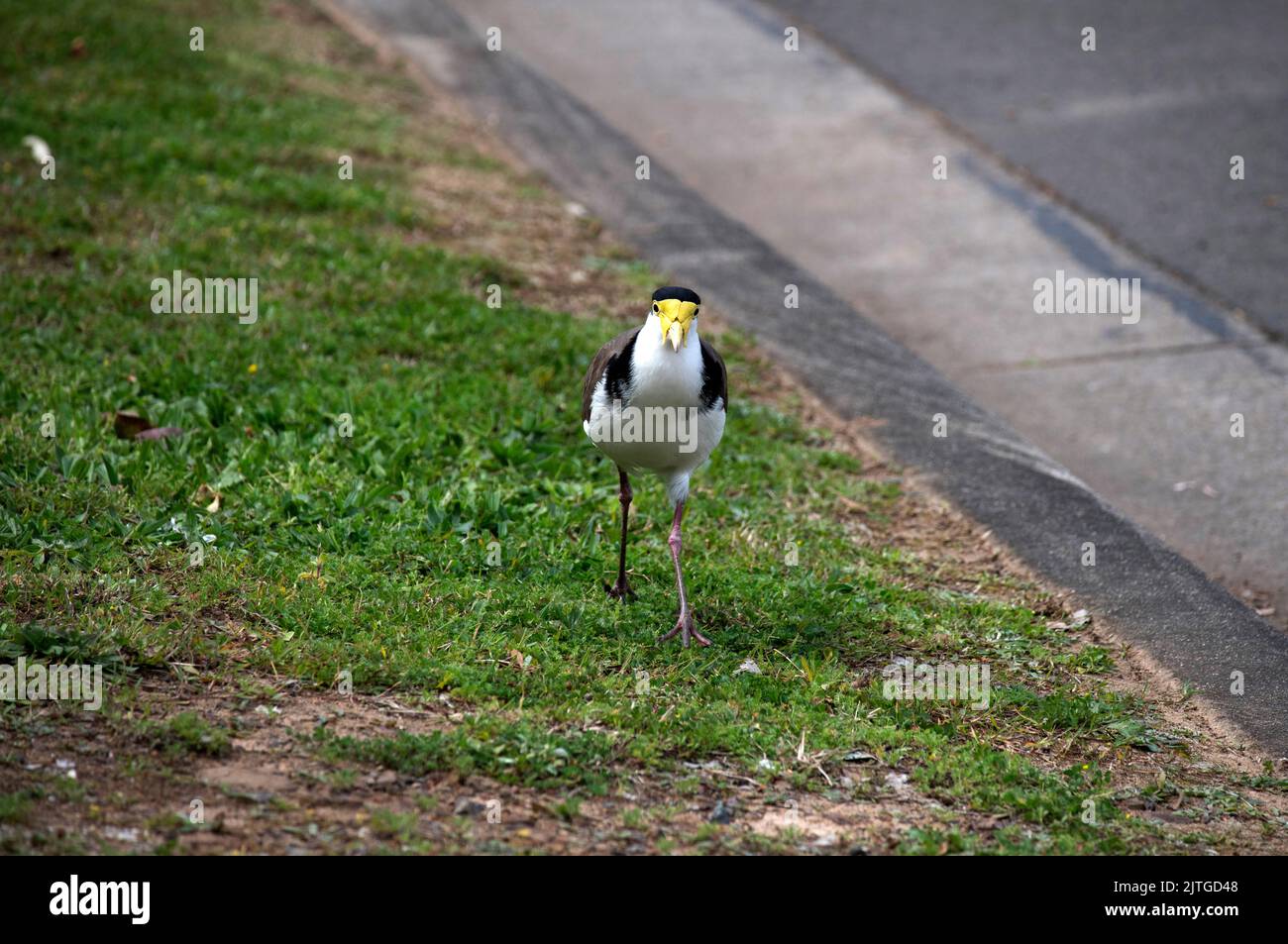 Close-up of an Australian Masked Lapwing ( Vanellus miles) in Sydney ...