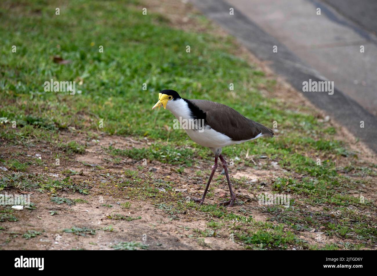 Close-up of an Australian Masked Lapwing ( Vanellus miles) in Sydney ...