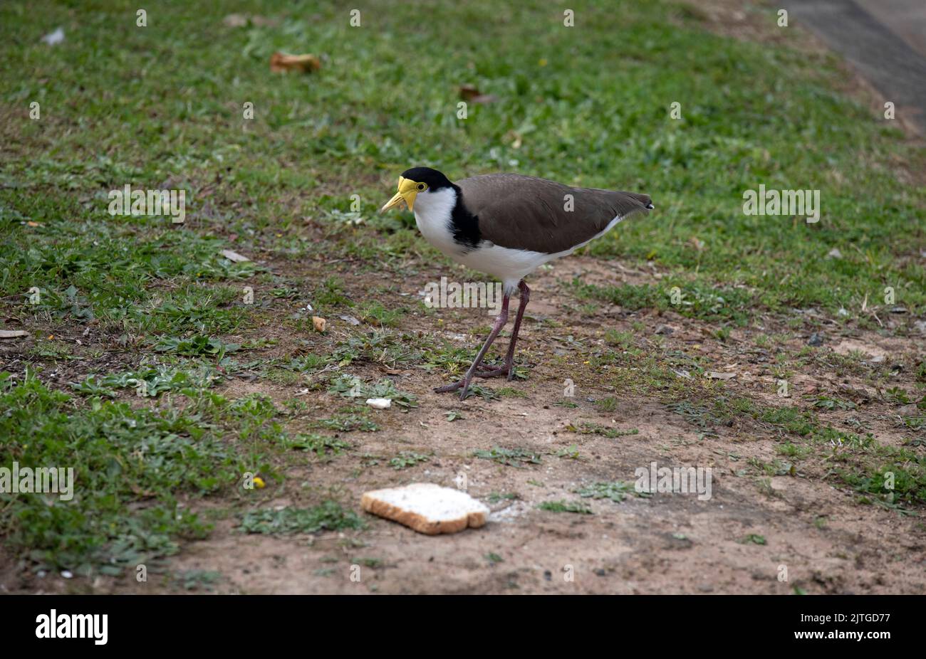 An Australian Masked Lapwing ( Vanellus miles) searching for food in ...