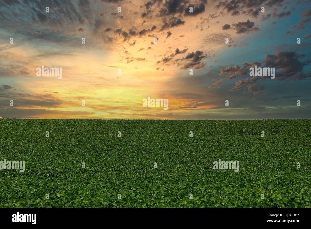 Agricultural soy plantation on sunset - Green growing soybeans plant ...