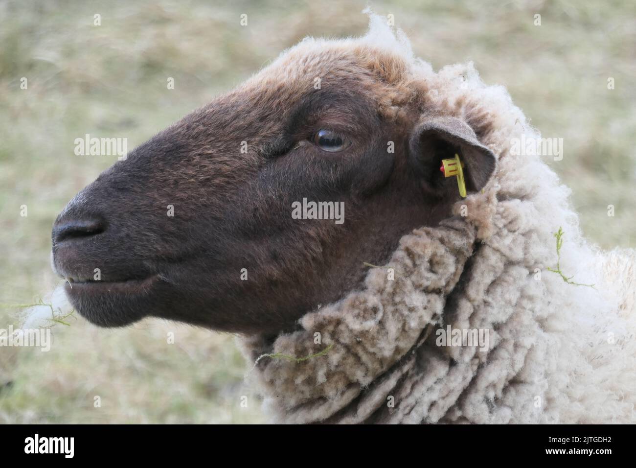 A portrait of a cute sheep Stock Photo - Alamy