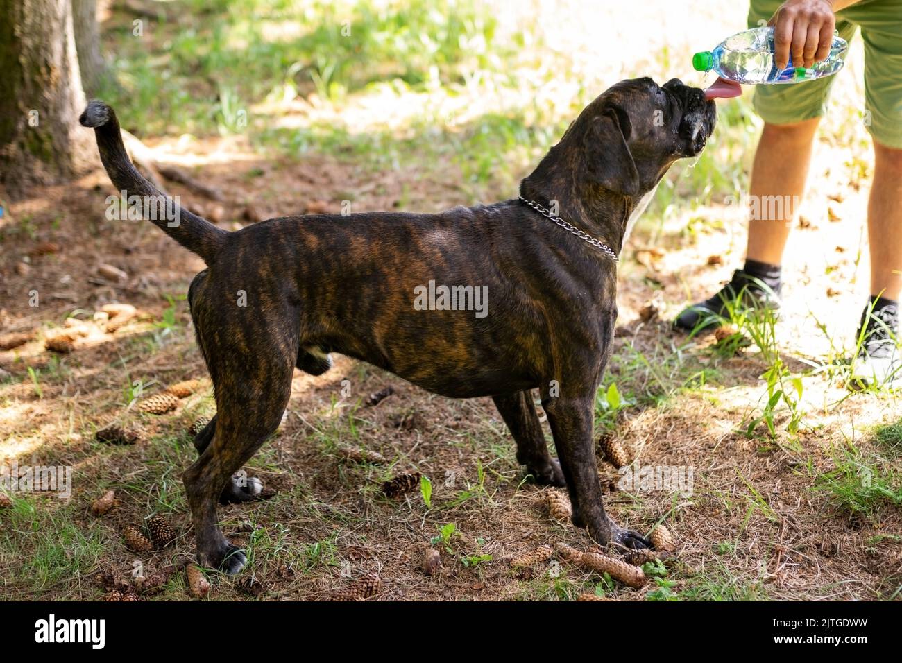 Dog drinking from water fountain hi-res stock photography and images ...