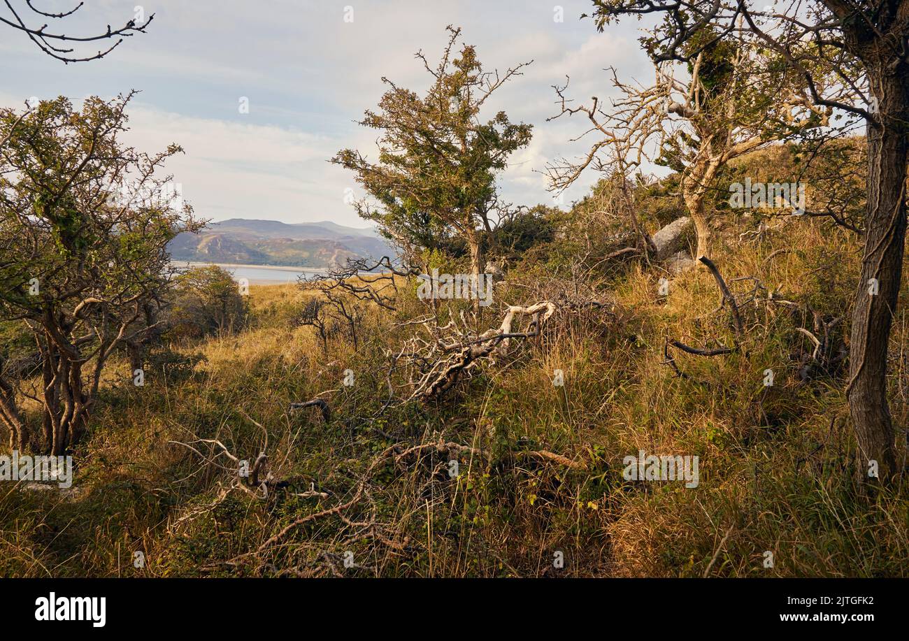 A tangle of trees on the Great Orme, Llandudno, Wales Stock Photo - Alamy