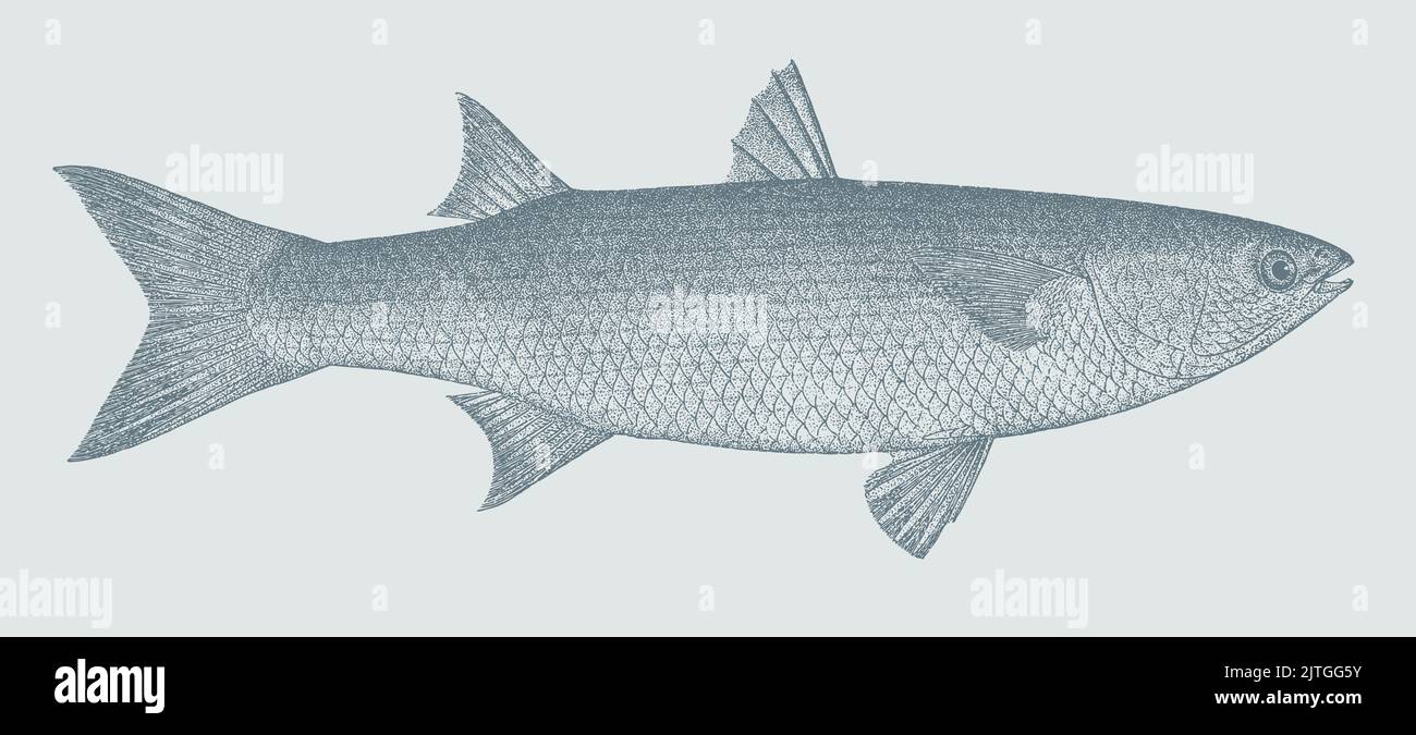 Thinlip grey mullet chelon ramada, marine and freshwater fish in side ...