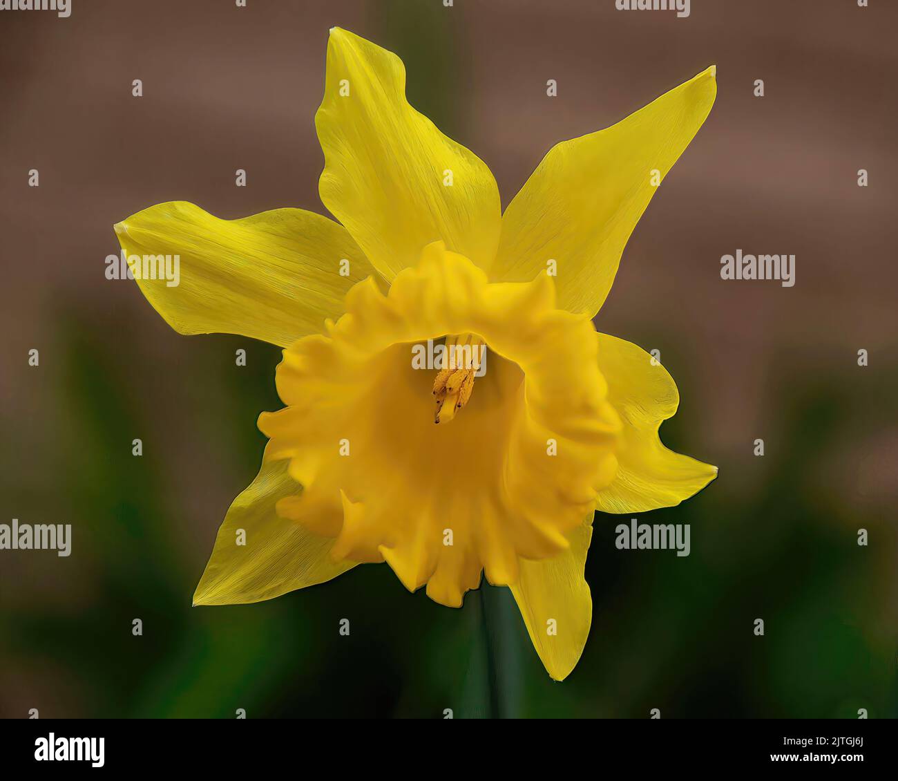 Australian garden setting hi-res stock photography and images - Alamy