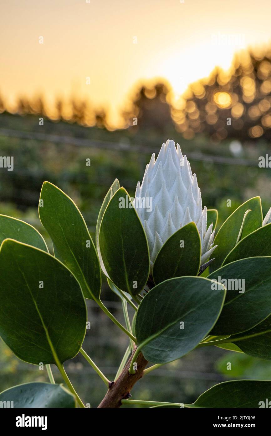 Protea cynaroides white king hi-res stock photography and images - Alamy